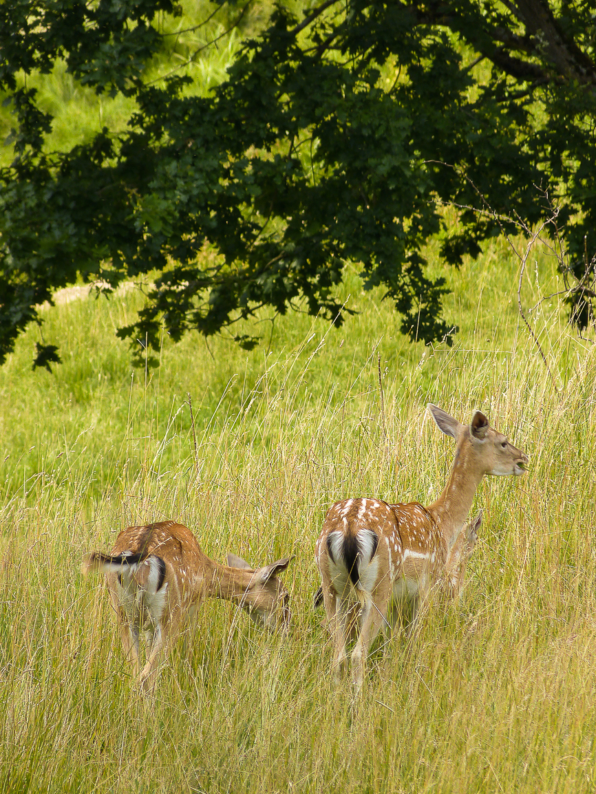 Home - Weidetiere im Regental